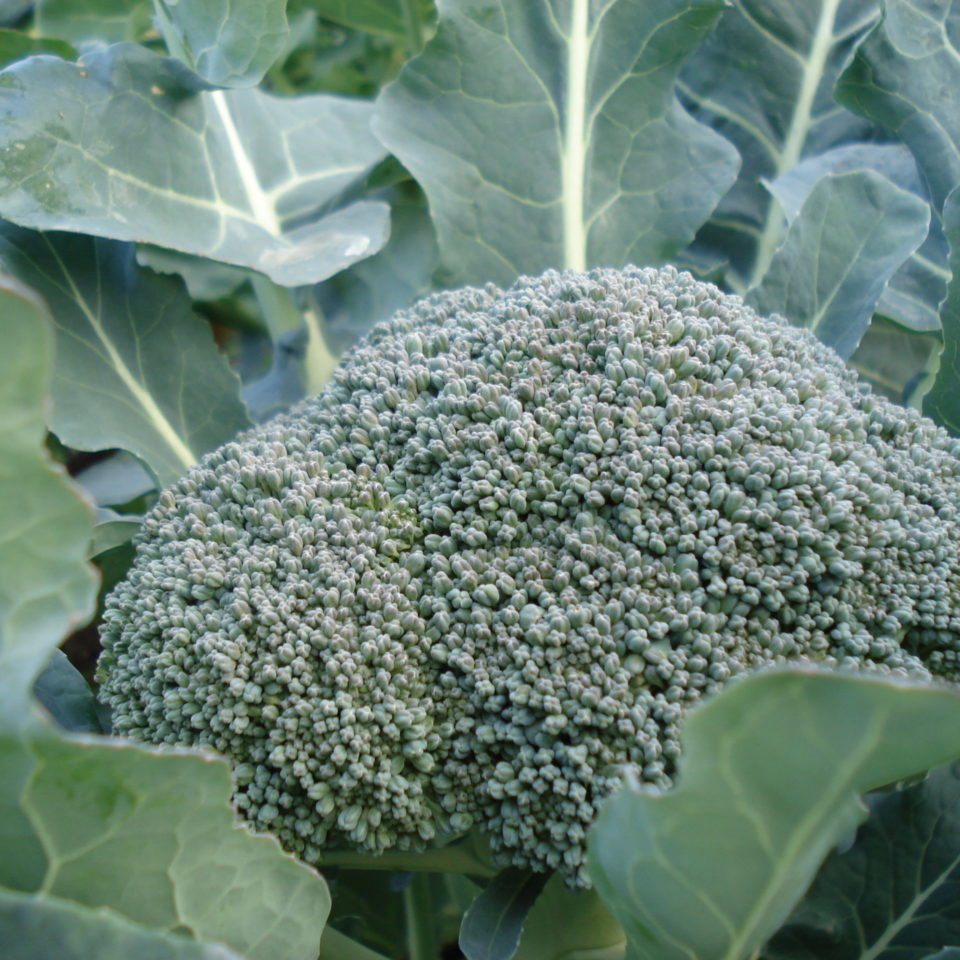 Broccoli Di Cicco - The Seed Warehouse