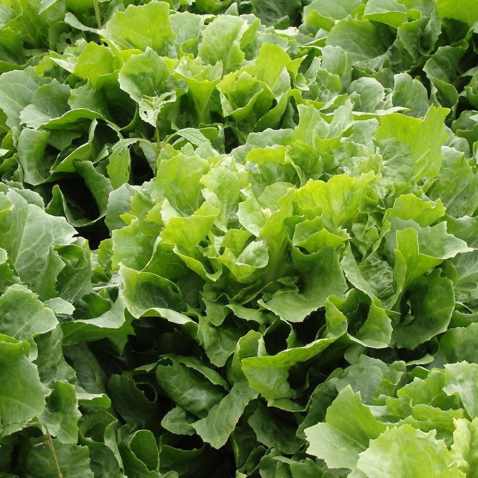 Endive Broadleaf Batavian - The Seed Warehouse