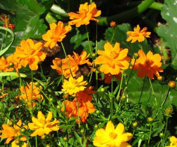 Flower Cosmos Bright Lights - The Seed Warehouse