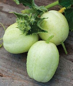 Cucumber Crystal Apple - The Seed Warehouse