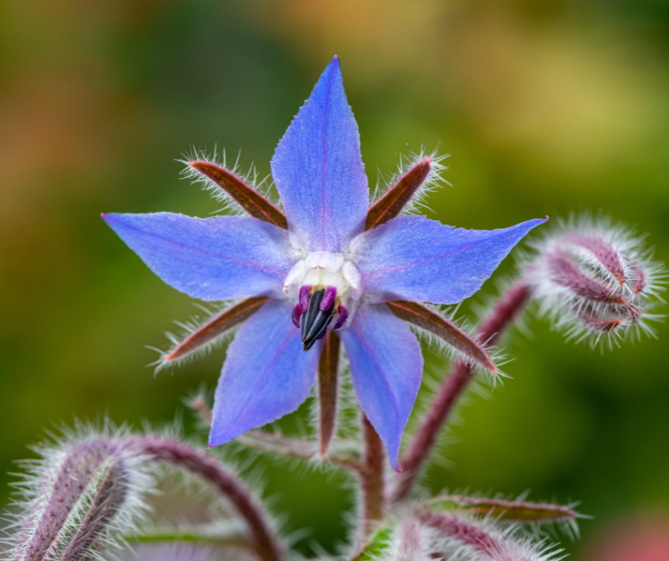 Herb Borage The Seed Warehouse