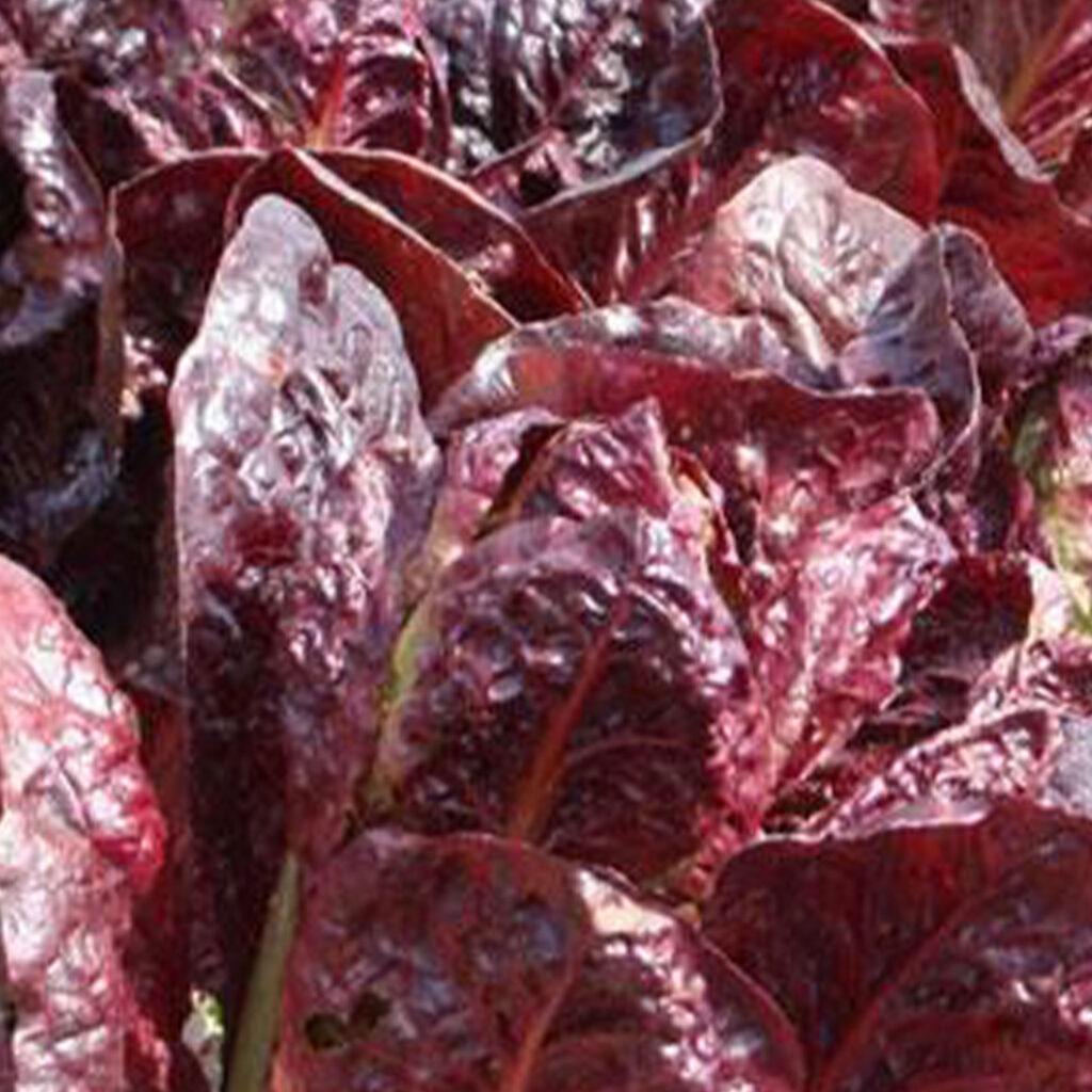 Lettuce Red Cos - The Seed Warehouse